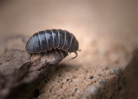 DRAW A ROLY POLY WITH THE SKETCHIN’ TECH