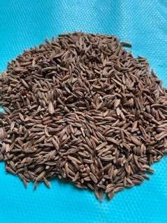 Caraway – a spice, a culinary delight, and a medicine all in one – The ...
