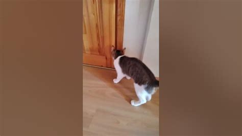 #shorts #кот_шерлок #cat_sherlock - YouTube
