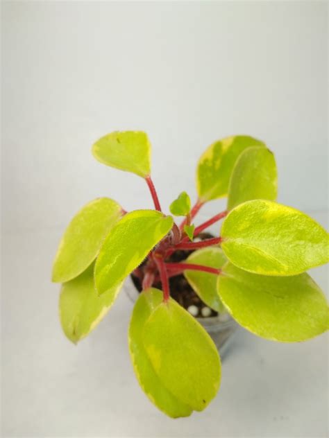 Пеперомия Orba Pixie variegata (Орба Пикси вариегатная)