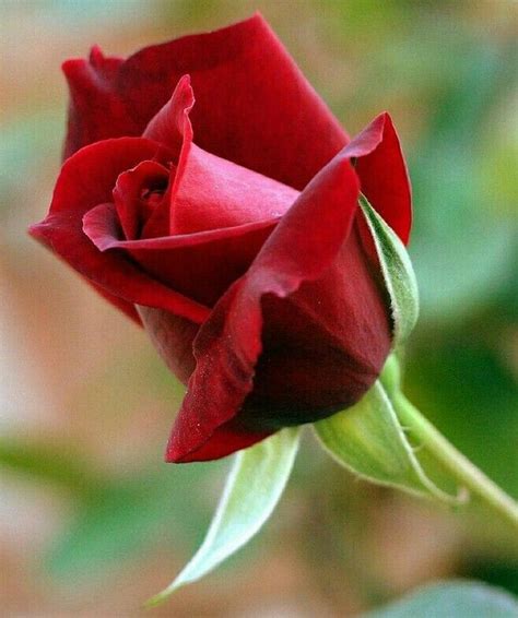 Pin by ESRARENGİZ🌹 on Güllerim | Beautiful rose flowers, Beautiful ...