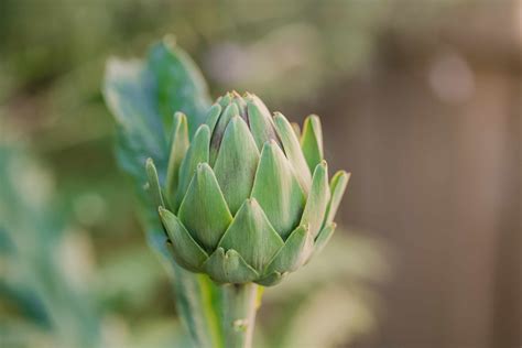How to Plant, Grow, and Care for Artichokes