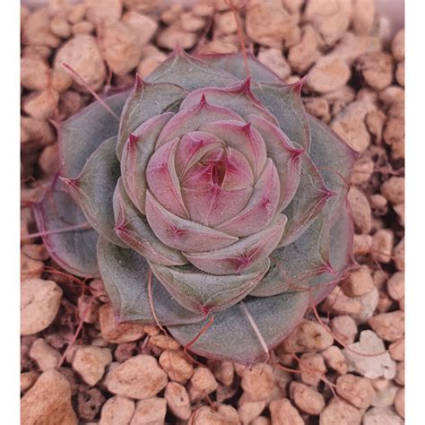 Суккуленты :: Эхеверии :: Echeveria 'Pink Crystal'