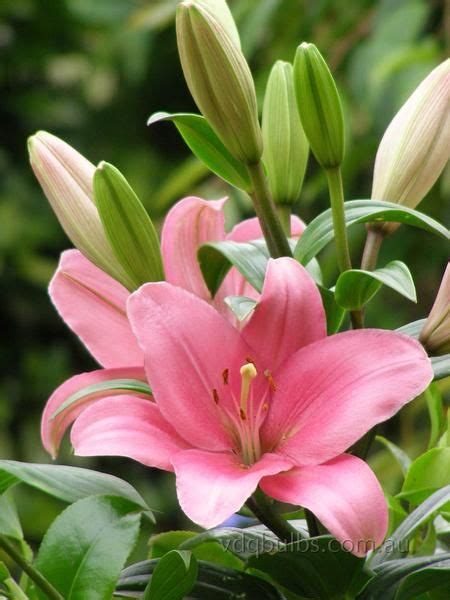 Lilium 'Brindisi' | 아름다운 꽃, 꽃 사진, 꽃