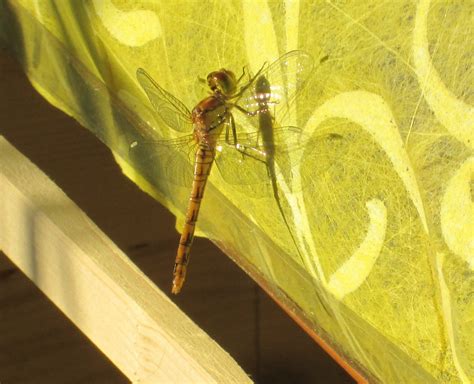 libellula — Postimages