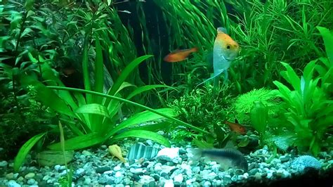 Жёсткость воды в аквариуме. Это важно? Water hardness in the aquarium ...