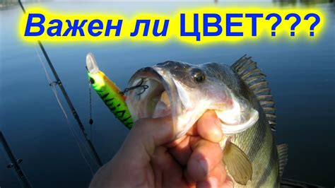 Важен ли цвет приманки: Мнение хищника! - YouTube