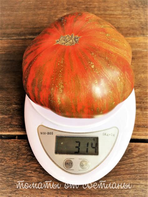 Тай Дай Фреда (ПРОЕКТ "DWARF TOMATO") - семена томатов