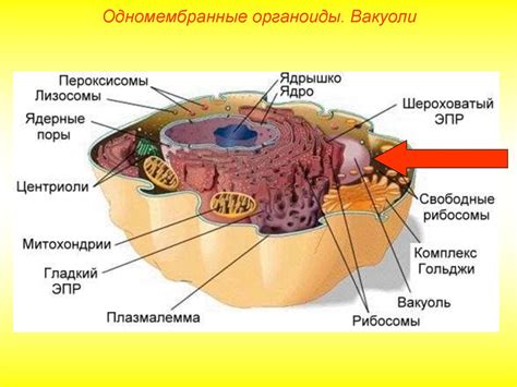 Цитоплазма. Одномембранные органоиды - презентация онлайн