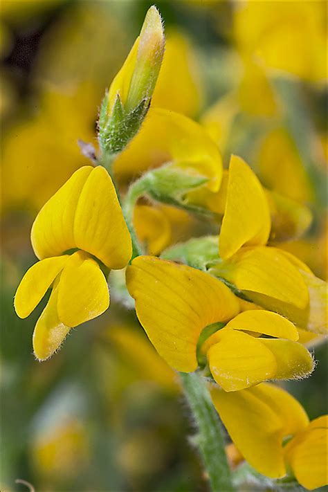Genista-germanica_10 | Genista germanica L., syn.: Cytisus g… | Flickr