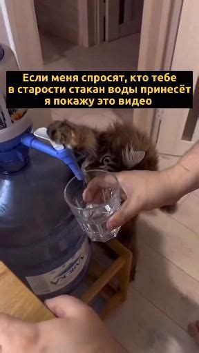 Спасибо, моя кися! [Video] in 2024 | Funny animals, Cute funny animals ...