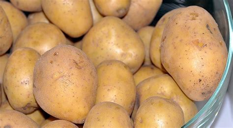 Картофель Джелли Описание Сорта Фото Отзывы – Telegraph