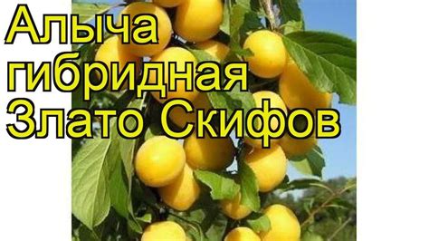 Алыча гибридная Злато Скифов. Краткий обзор, описание характеристик ...
