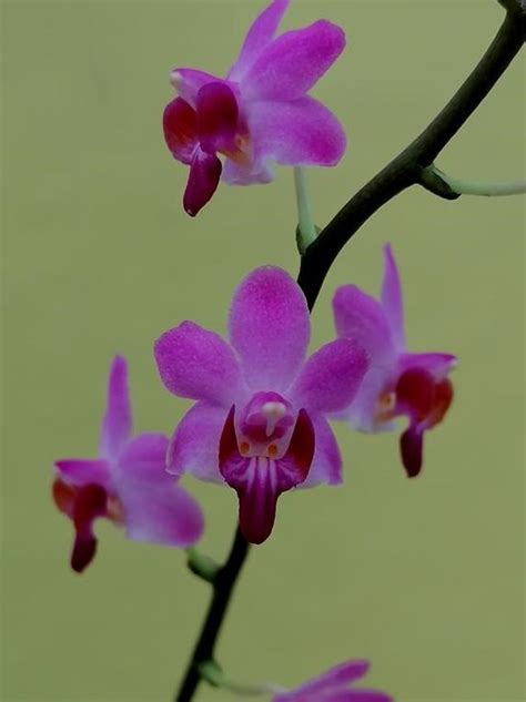 Buy Phalaenopsis Pulcherrima Dwarf Orchids Online