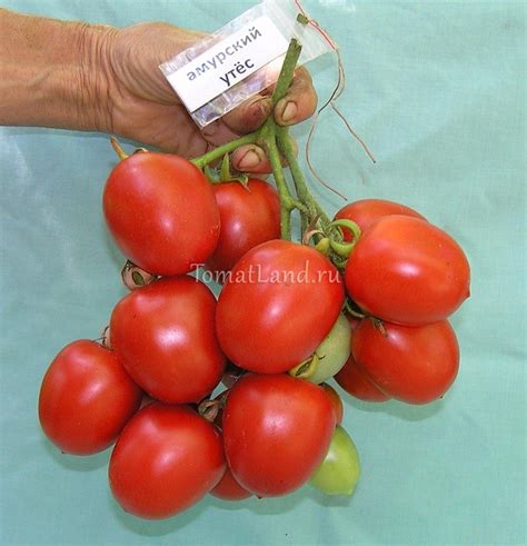 Томат Амурский утес: описание сорта, ОТЗЫВЫ, фото | tomatland.ru
