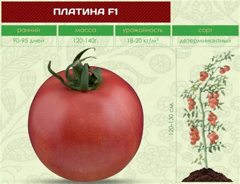 Помидоры ПЛАТИНА F1