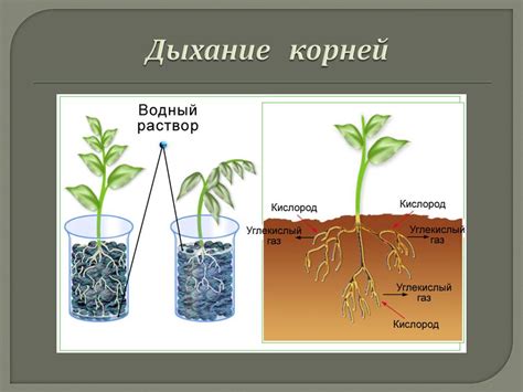 Вегетативные органы растений 6 класс - Презентации по биологии