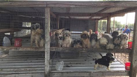 17 Shih Tzu puppies rescued from puppy mill in Ben Bolt, Texas | KiiiTV.com