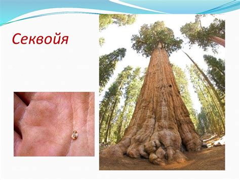 Самые интересные семена растений - презентация онлайн