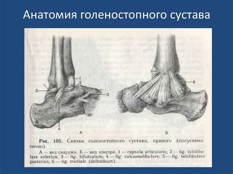 Эндопротезирование голеностопного сустава - презентация онлайн