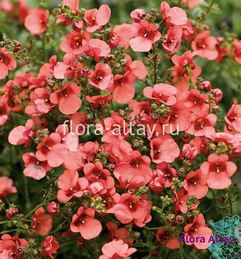 Диасция Darla Deep Salmon | Flora Altay