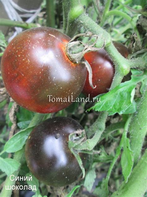 Томат Синий шоколад: описание сорта, ОТЗЫВЫ, фото | tomatland.ru