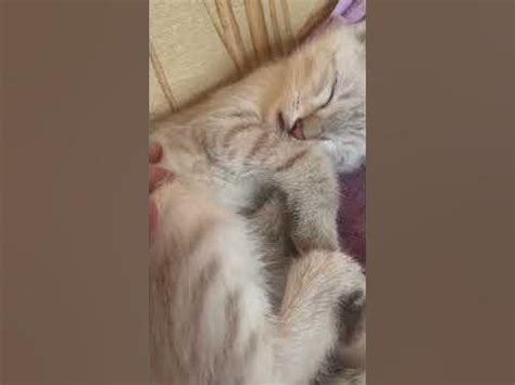 И еще раз сладко спит #cute #котик #sweetsleep - YouTube