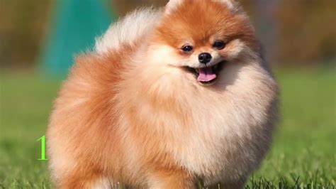 Померанец (Много фото!) - treepics.ru