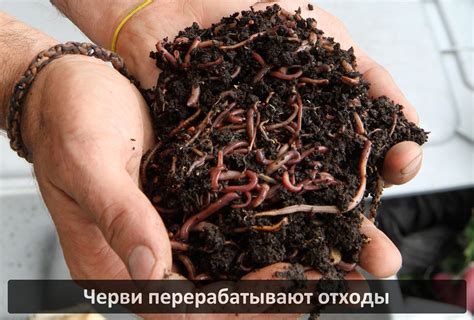 Дождевые черви для производства биогумуса - Диптера