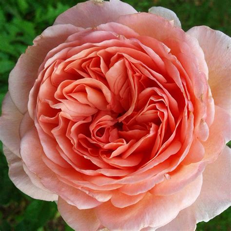 Роза английская Абрахам Дерби "Abraham Darby"– купить в интернет ...