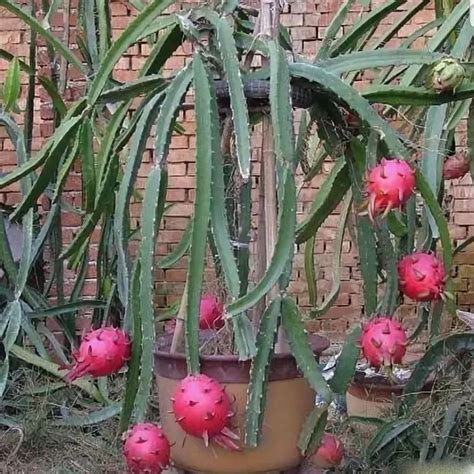 Pitahaya - jak získat plody jedlého kaktusu