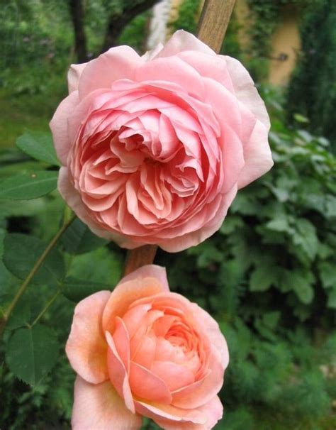 Роза Вильям Моррис ( William Morris ) купить