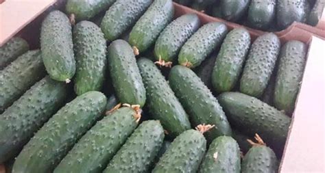Огурцы тепличные сорт Бьерн - 150 тенге /1 кг — Agro-Kazakhstan