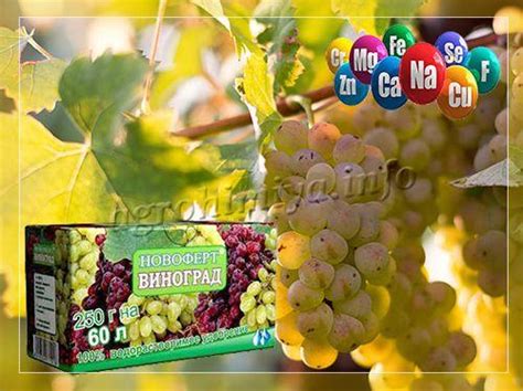 Подкормка винограда: чем и когда удобрять виноград