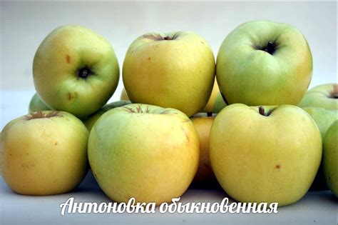 Сорта антоновки фото