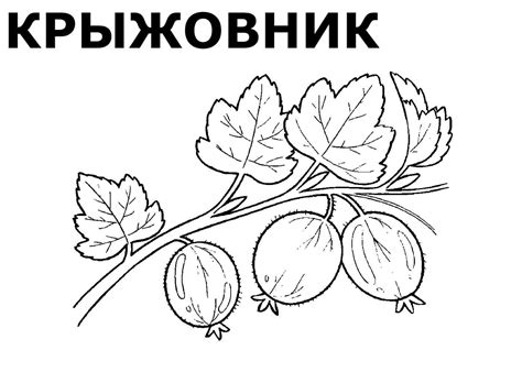 Раскраски Ягод распечатать или скачать бесплатно в формате PDF.