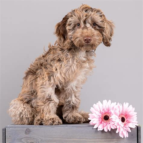 Dog Portraits - Studio Photoshoots - Barking Mad Pet Photography
