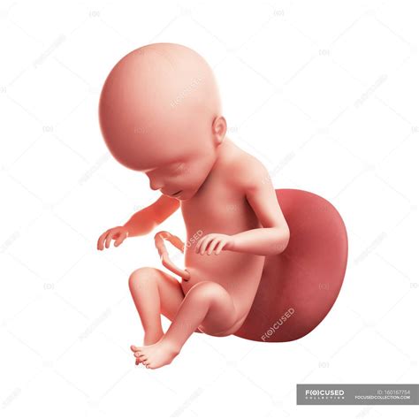 View of Fetus at 26 weeks — medical illustration, human anatomy - Stock Photo | #160167754