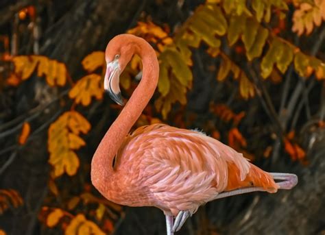 What is a Flamingo? – Flamingo Facts for Kids – Twinkl