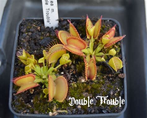 Cultivars of Dionéia - Dionaea - Carnivorous Plants UK