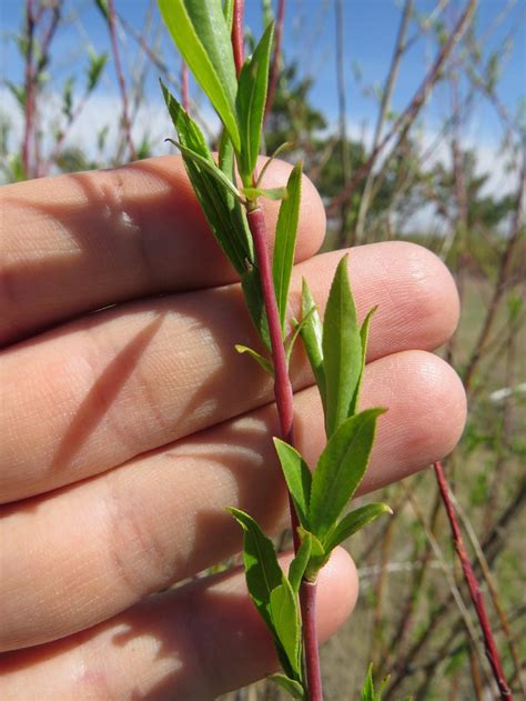 Salix acutifolia - Изображение особи - Плантариум