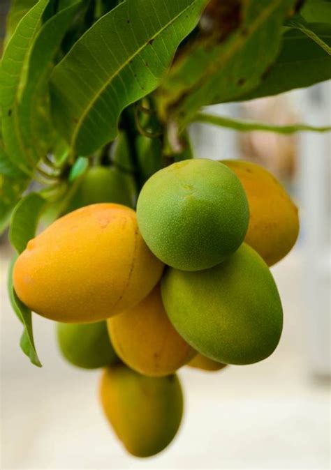 Экзотика для контейнеров : Mangifera indica Valencia Pride -Манго ...