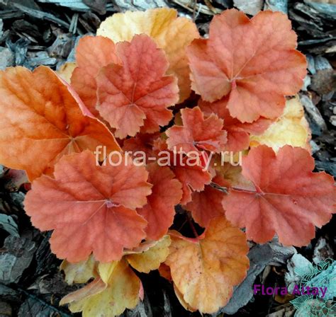 Гейхера Northern Exposure Amber | Flora Altay