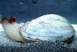 Blog de Biologia: Moluscos