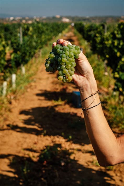 Our Story – Cabrita Wines