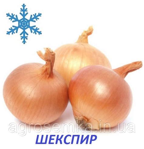 Озимый лук севок Шекспир 8/16 1кг / ТОР купить