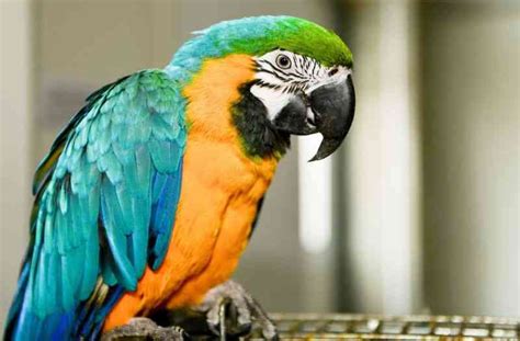 Осветительное оборудование и лампы для птиц bird (бирд) Е27 купить в москве