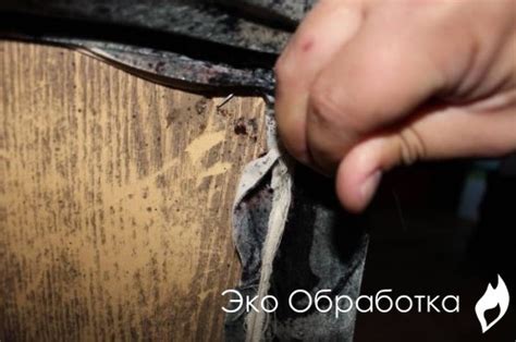 Уничтожение клопов в Москве. Цена обработки от клопов по Москве с ...