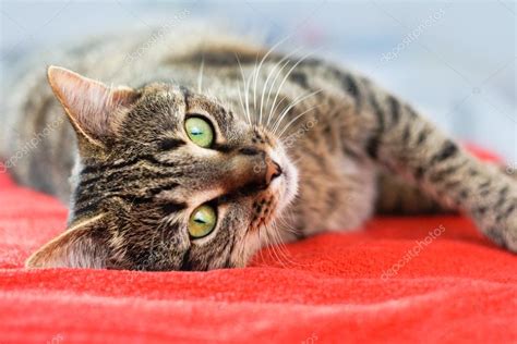 Cat relax — Stock Photo © depfotovampir #12486660