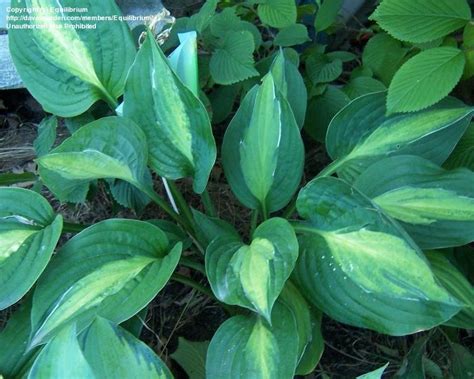 PlantFiles Pictures: Hosta 'Striptease' (Hosta) by irmaly